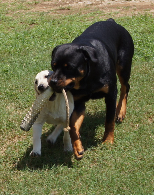 Stoneridge Agent Starling of XMark