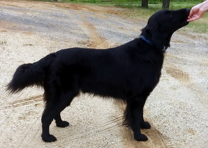 Flat-Coated Retriever Puppies